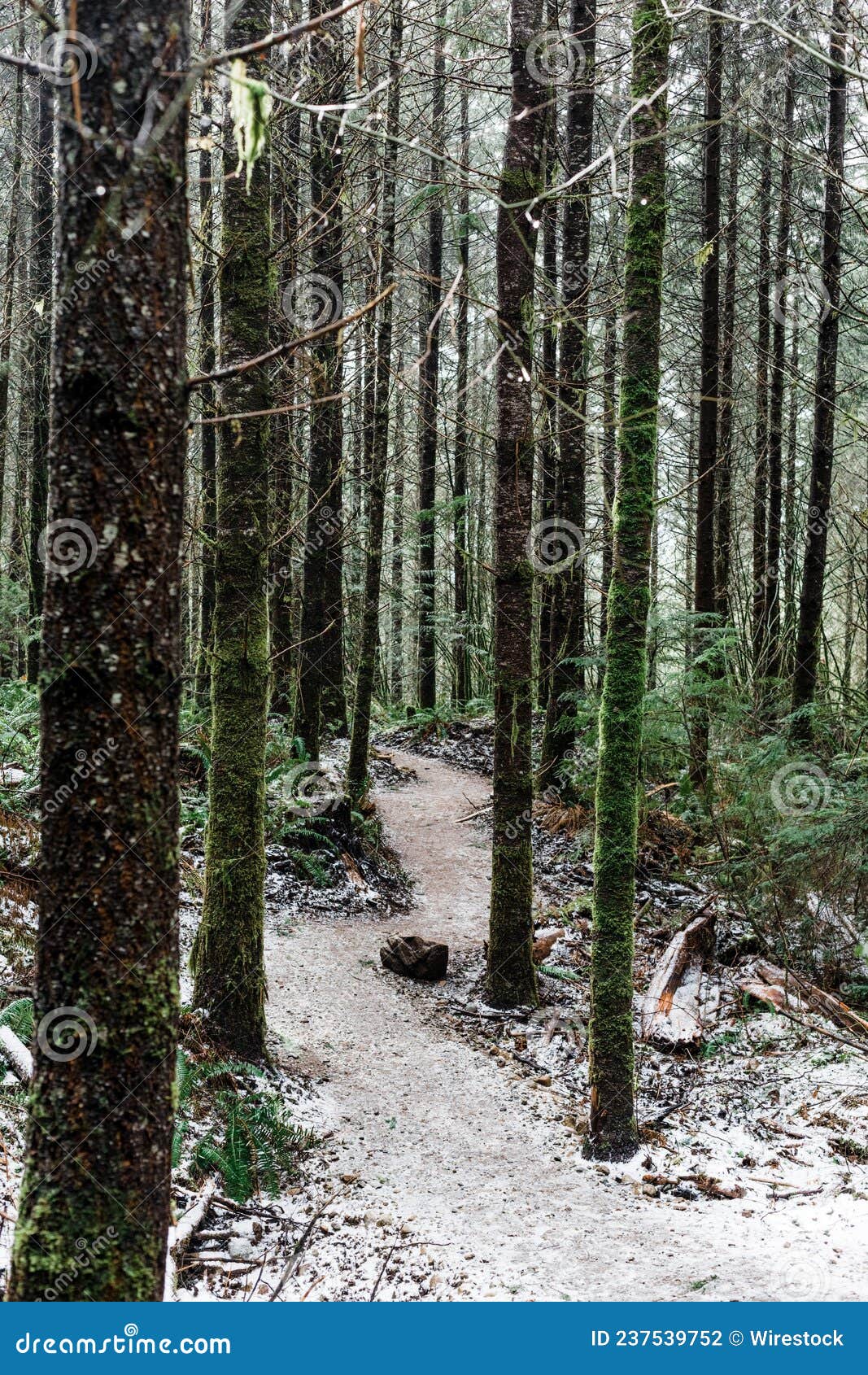 Winding Hiking Trail through the Trees Stock Photo - Image of season ...