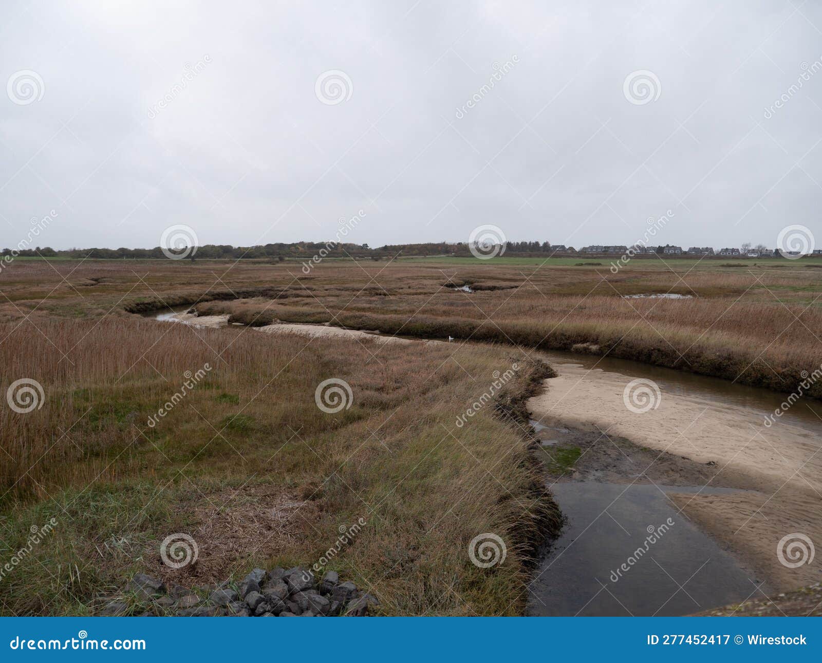 Winding, Mud-covered Track in a Wetland of Tall Grass Stock Image ...