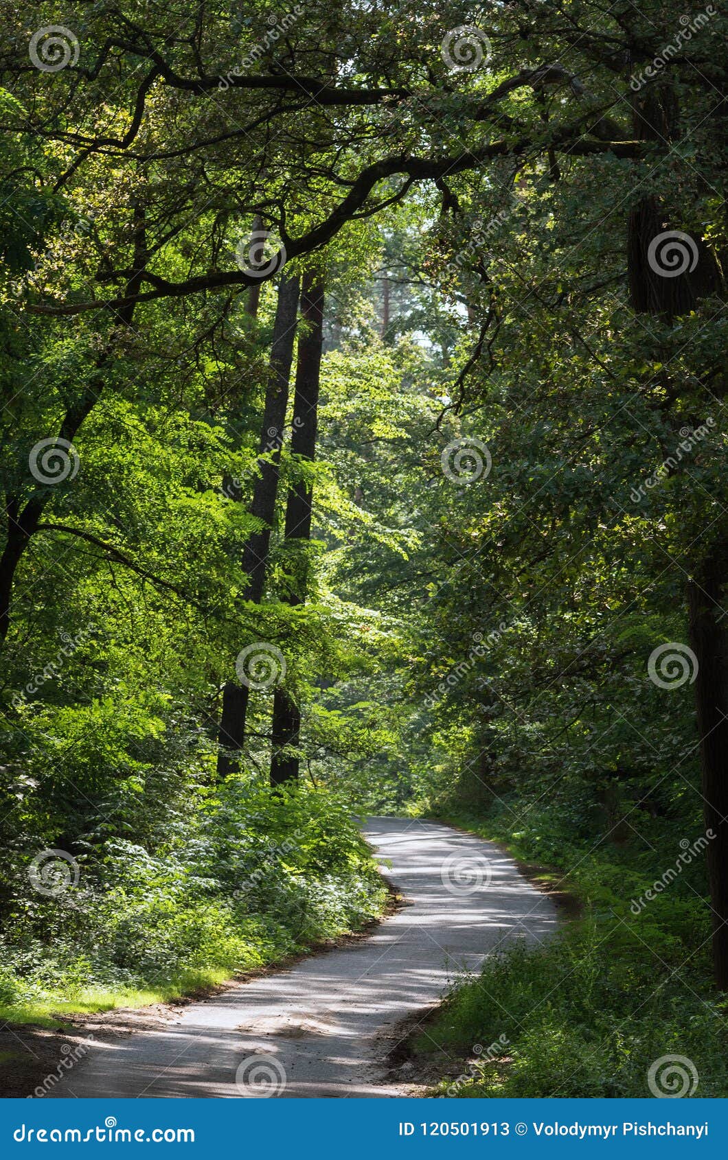 A Winding Narrow Road in a Deciduous Forest Forest Stock Image - Image ...
