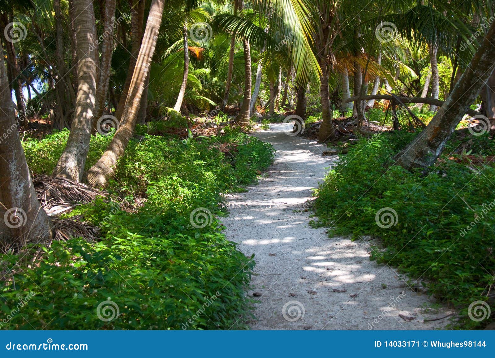 Winding path stock image. Image of palms, deserted, path - 14033171