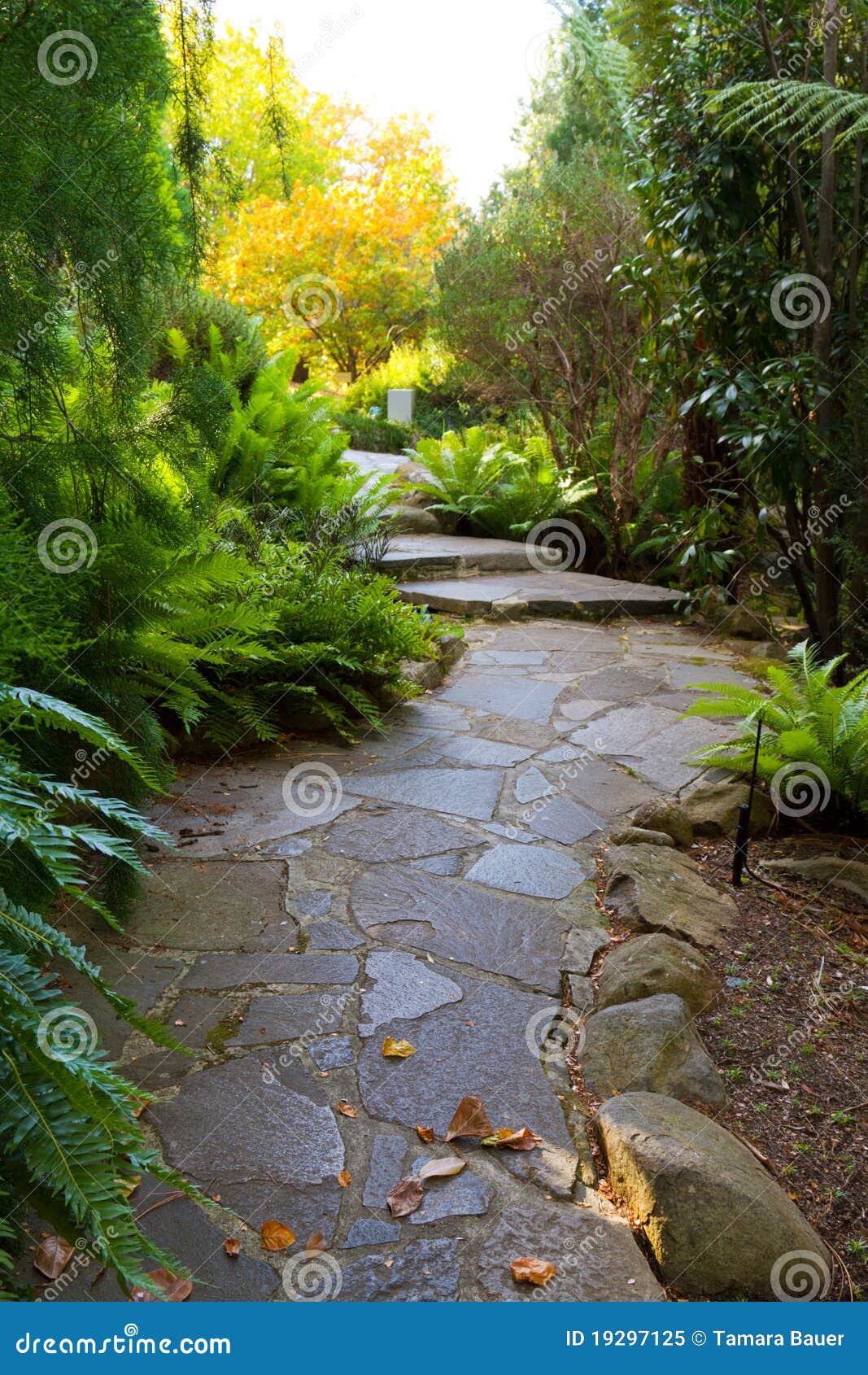 Winding path stock image. Image of peaceful, hobart, fernery - 19297125