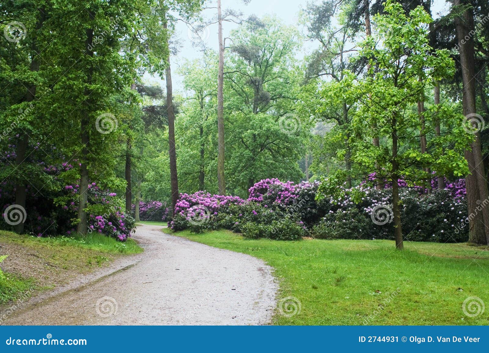 Winding path stock image. Image of green, tree, trees - 2744931