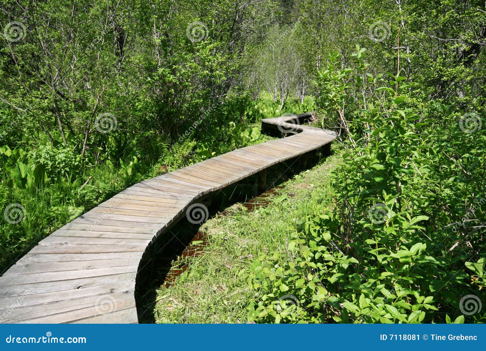 Winding Path stock image. Image of forest, curve, plant - 7118081