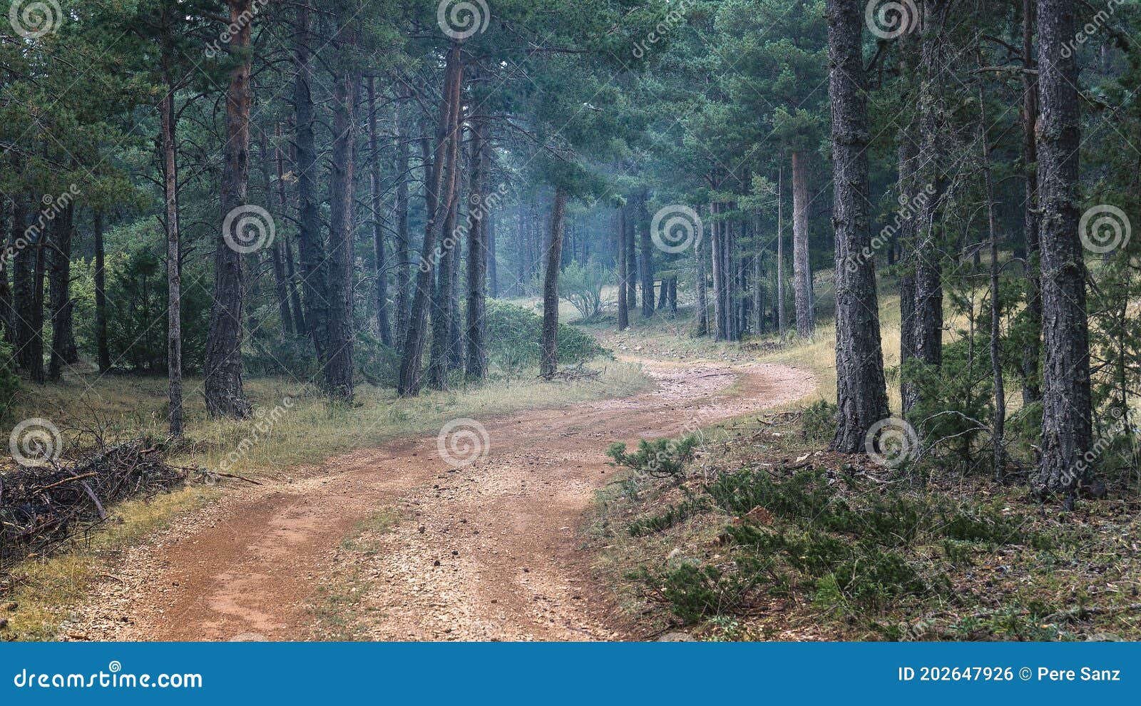 Winding Path Across a Forest Stock Photo - Image of firs, misty: 202647926