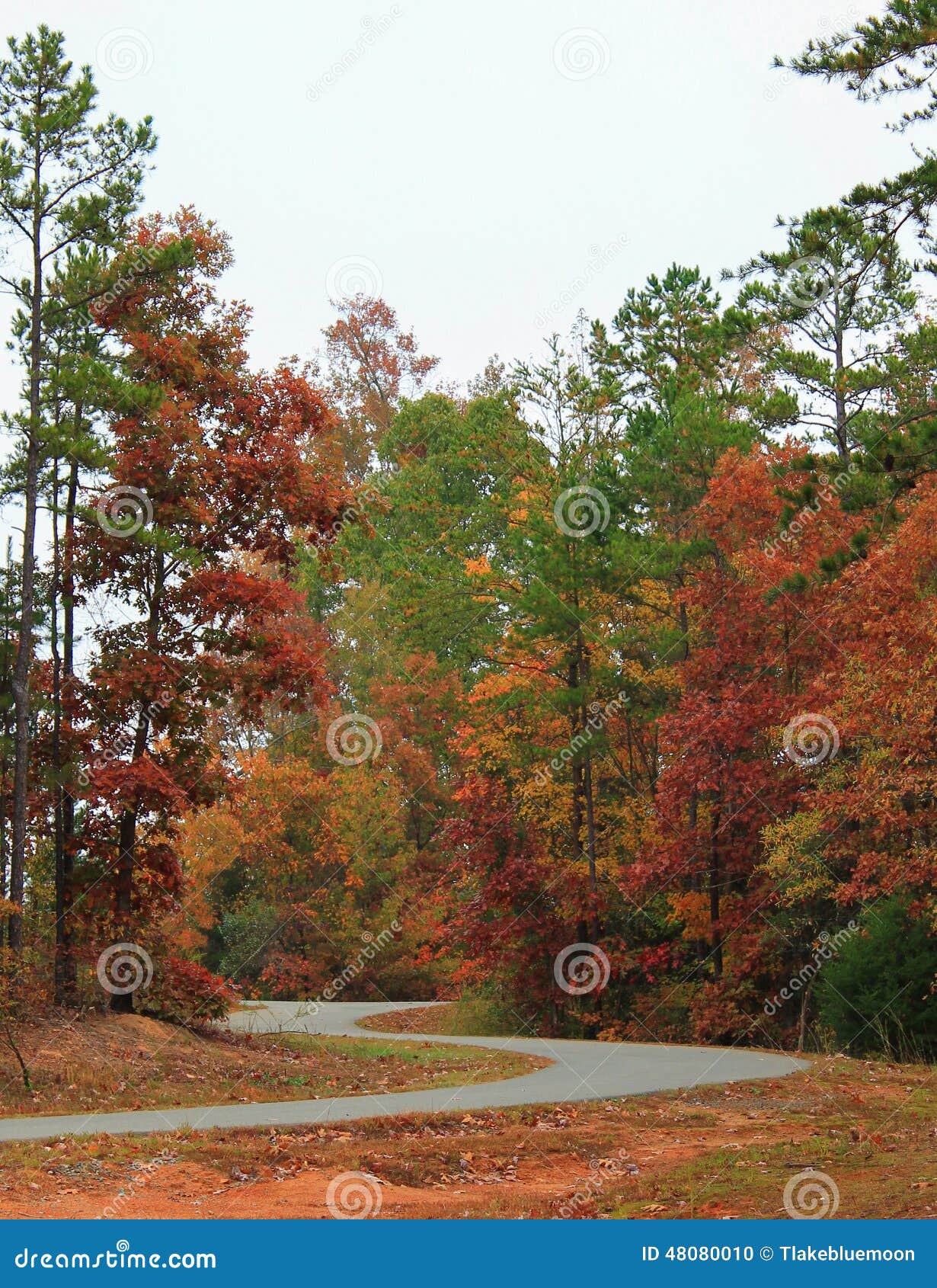 Winding Path stock photo. Image of trees, forest, walking - 48080010