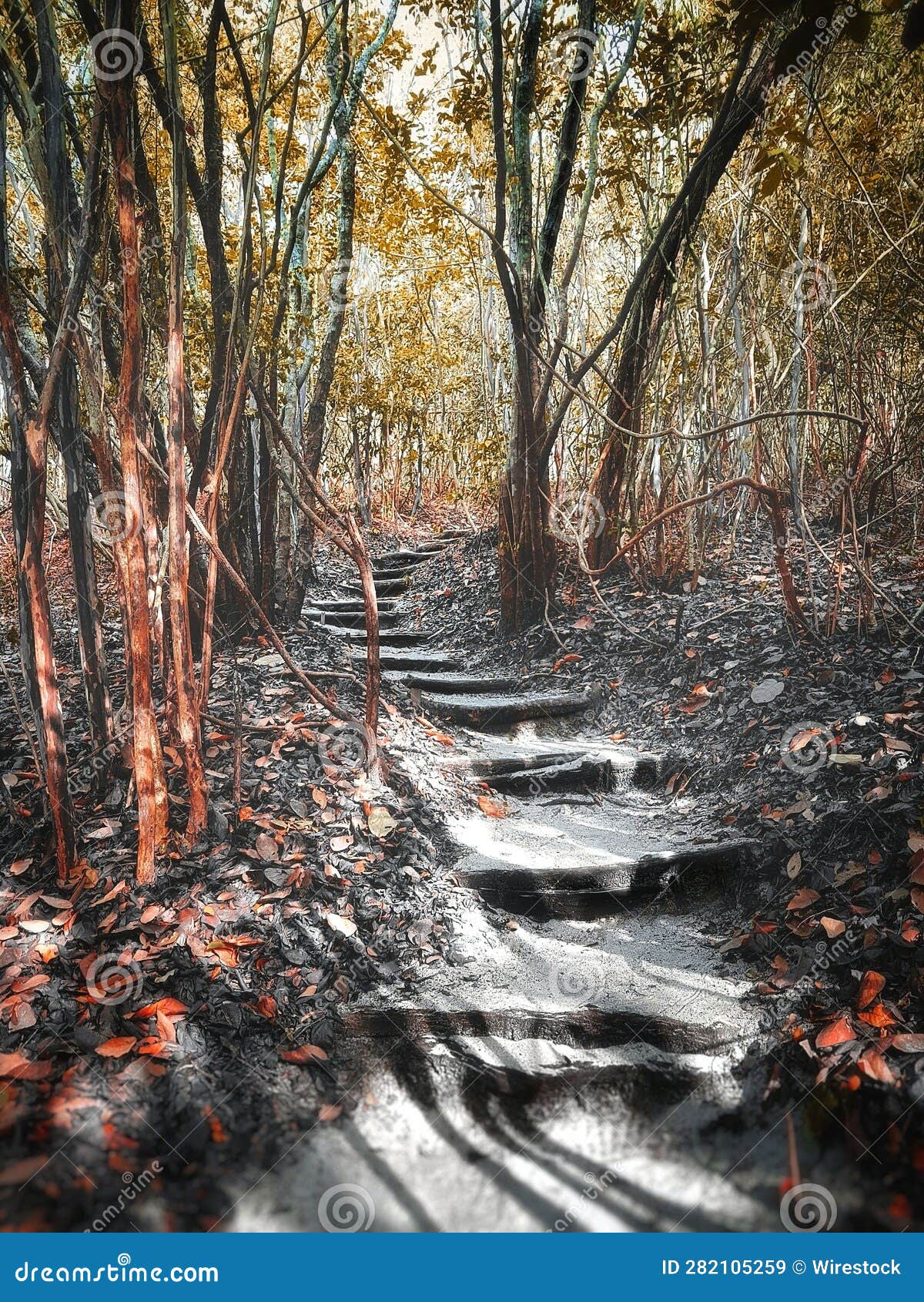 A Very Narrow Path in the Middle of a Field Full of Trees Stock Image ...