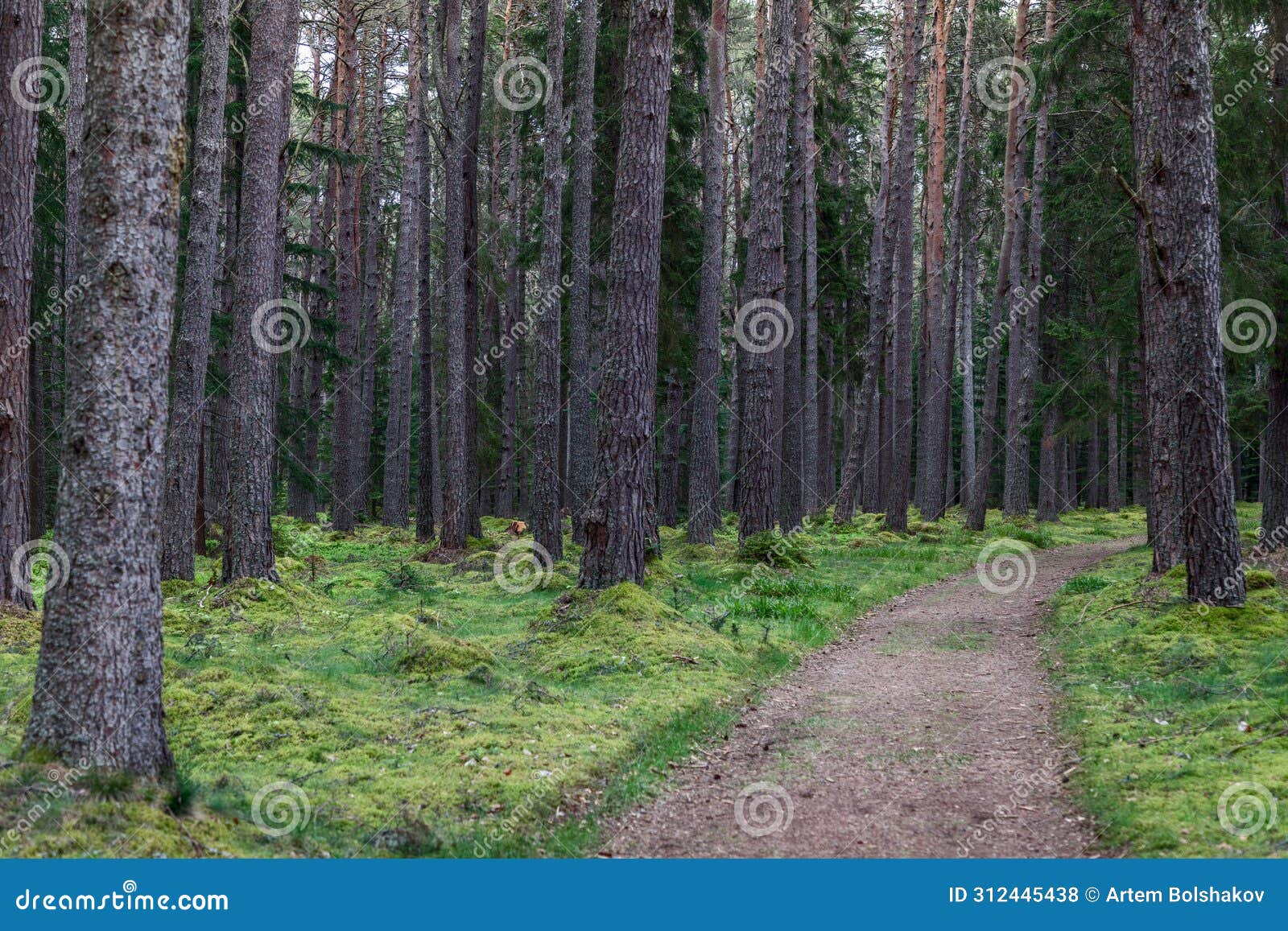 Inviting Winding Path Flanked by Towering Pines and Vibrant Green Moss ...