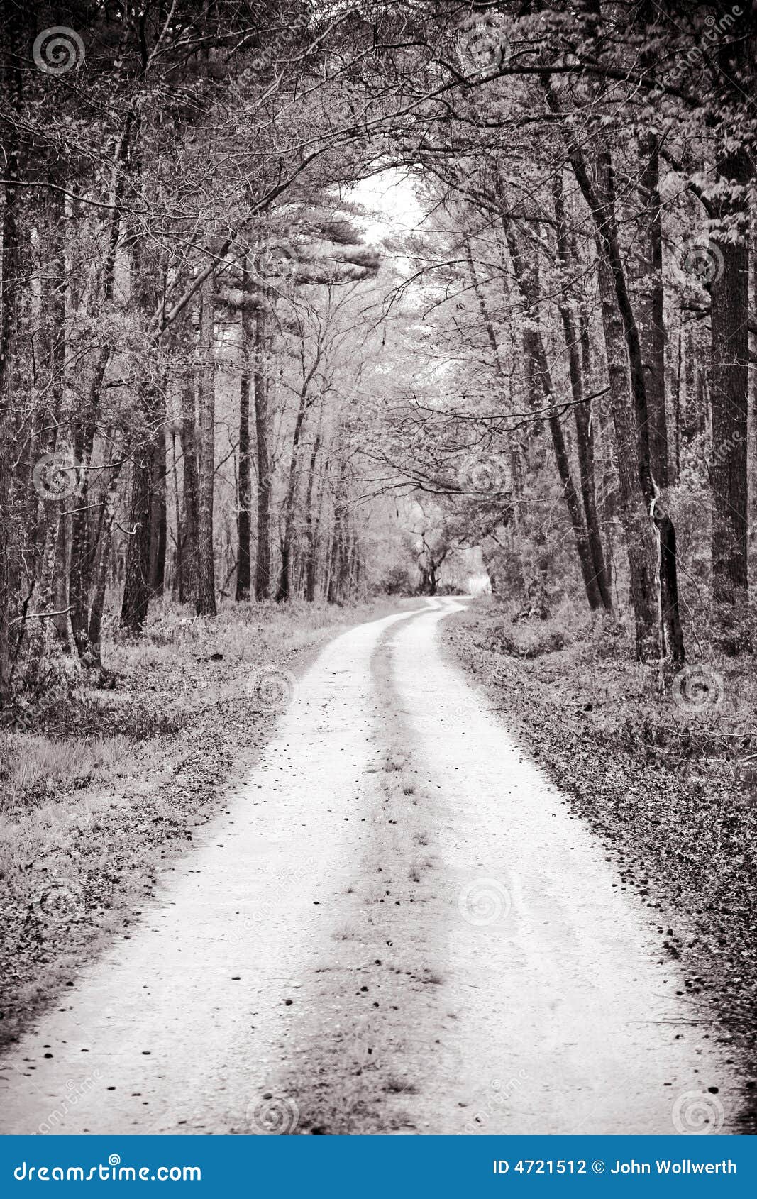 Winding Path through the Forest Stock Photo - Image of directional ...