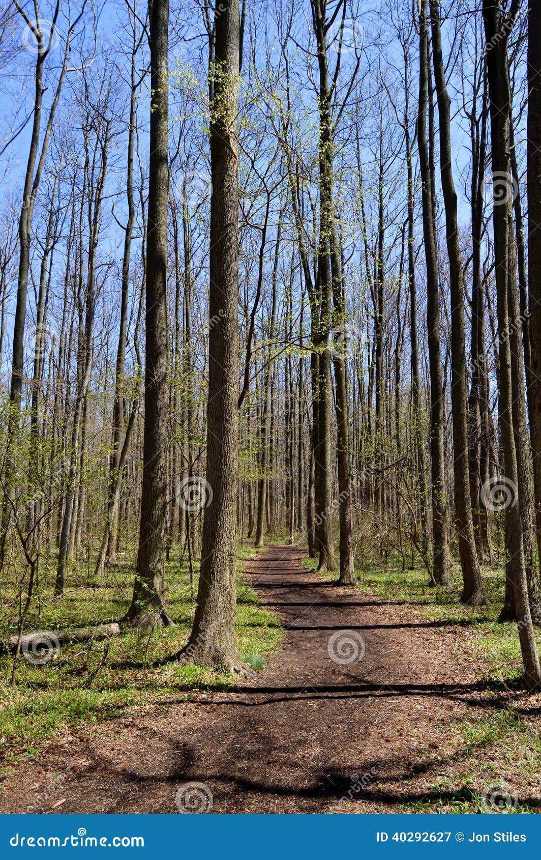 Winding path in forest stock image. Image of pinelands - 40292627