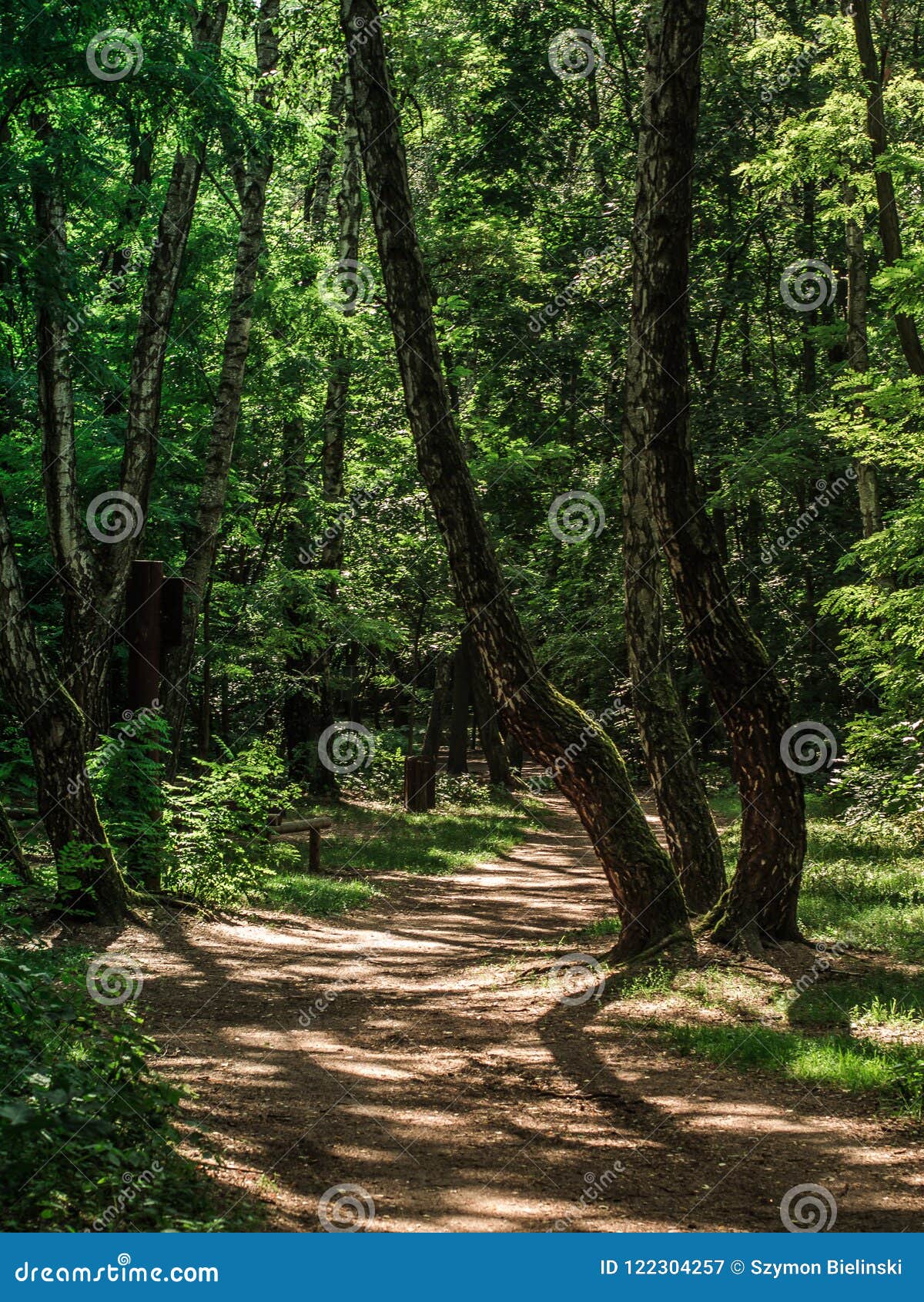 Winding Path in the Forest in the Sunshine Stock Image - Image of ...