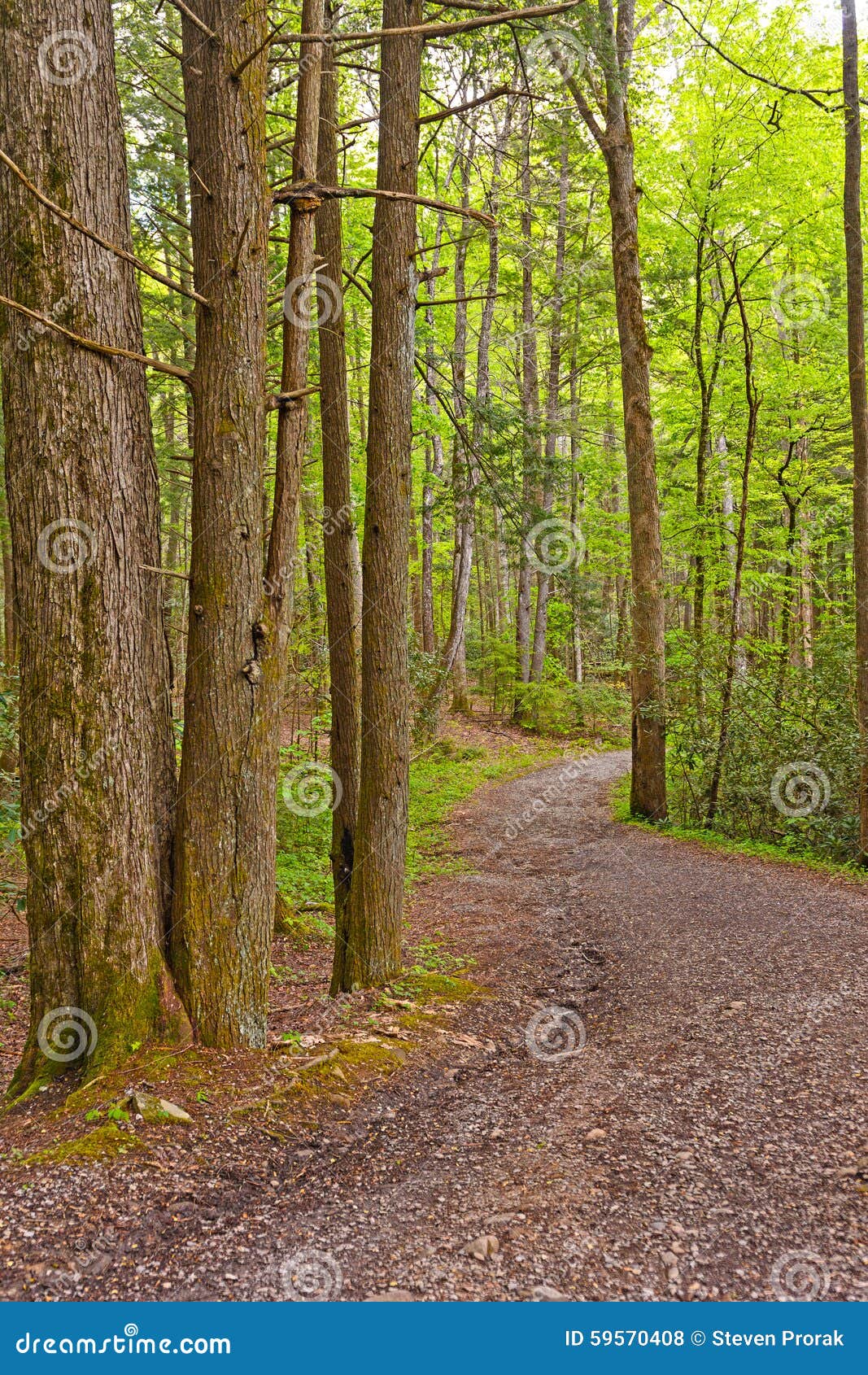 Winding Path in the Forest stock photo. Image of scenic - 59570408