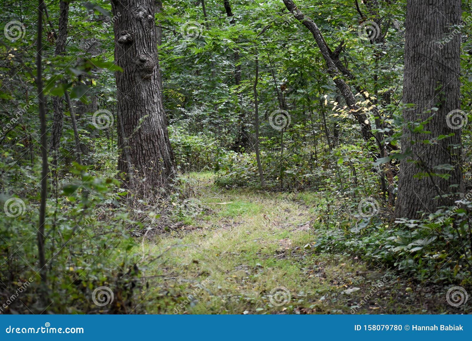 Winding Path through Forest in Wisconsin Stock Photo - Image of ...