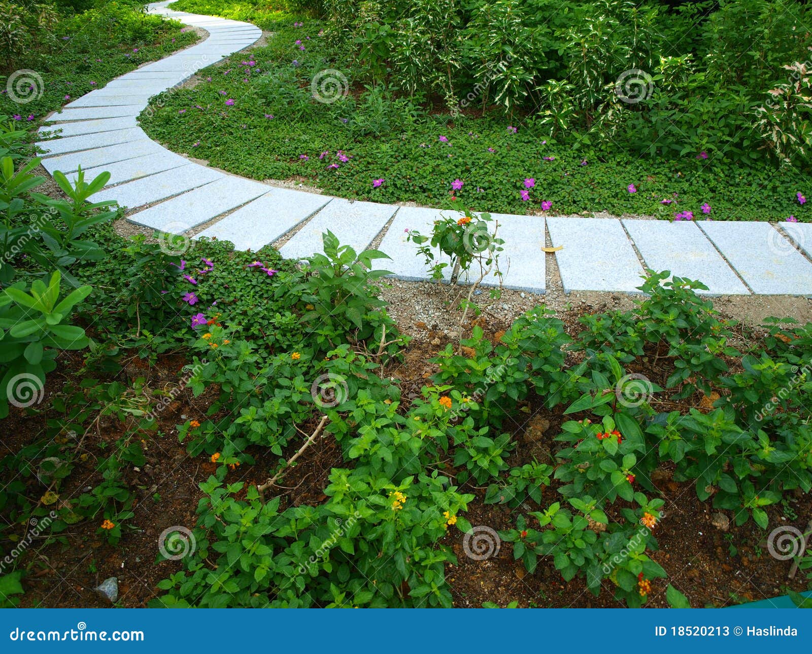 Winding Path in Garden stock image. Image of summer, garden - 18520213