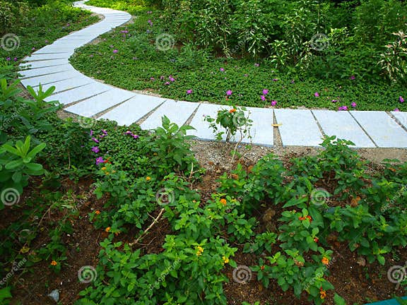 Winding Path in Garden stock image. Image of summer, garden - 18520213