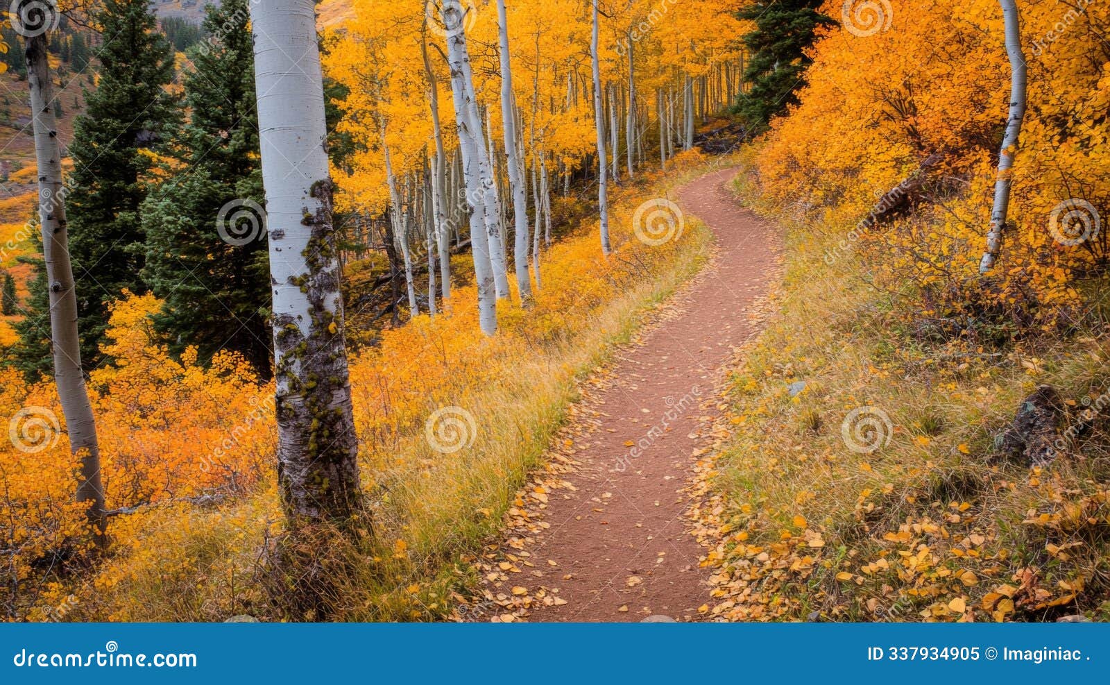 Golden Aspen Forest Royalty-Free Stock Photography | CartoonDealer.com ...