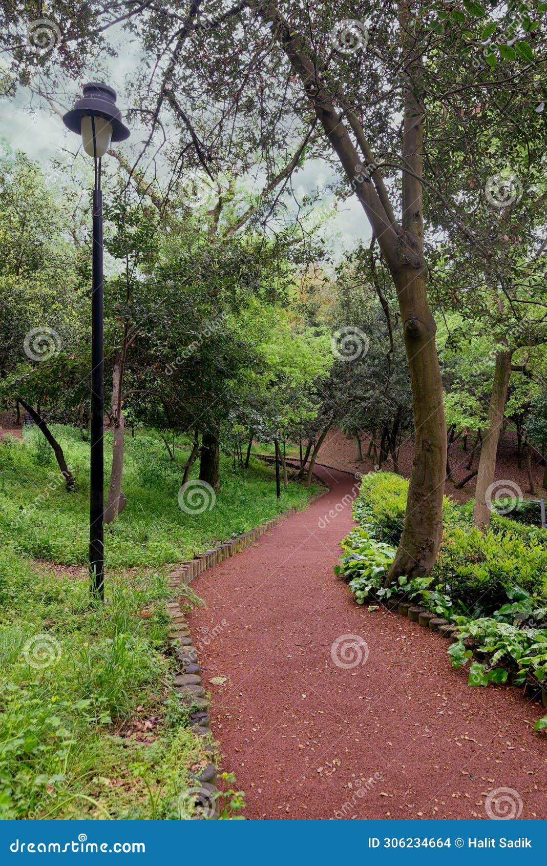Winding Path Leads through Green Forest with Lush Tall Trees on Either ...