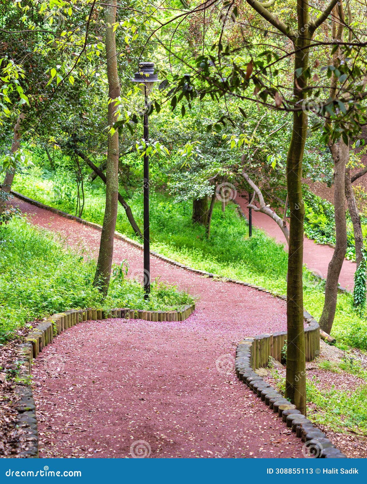 Winding Path Leads through Green Forest with Lush Tall Trees on Either ...