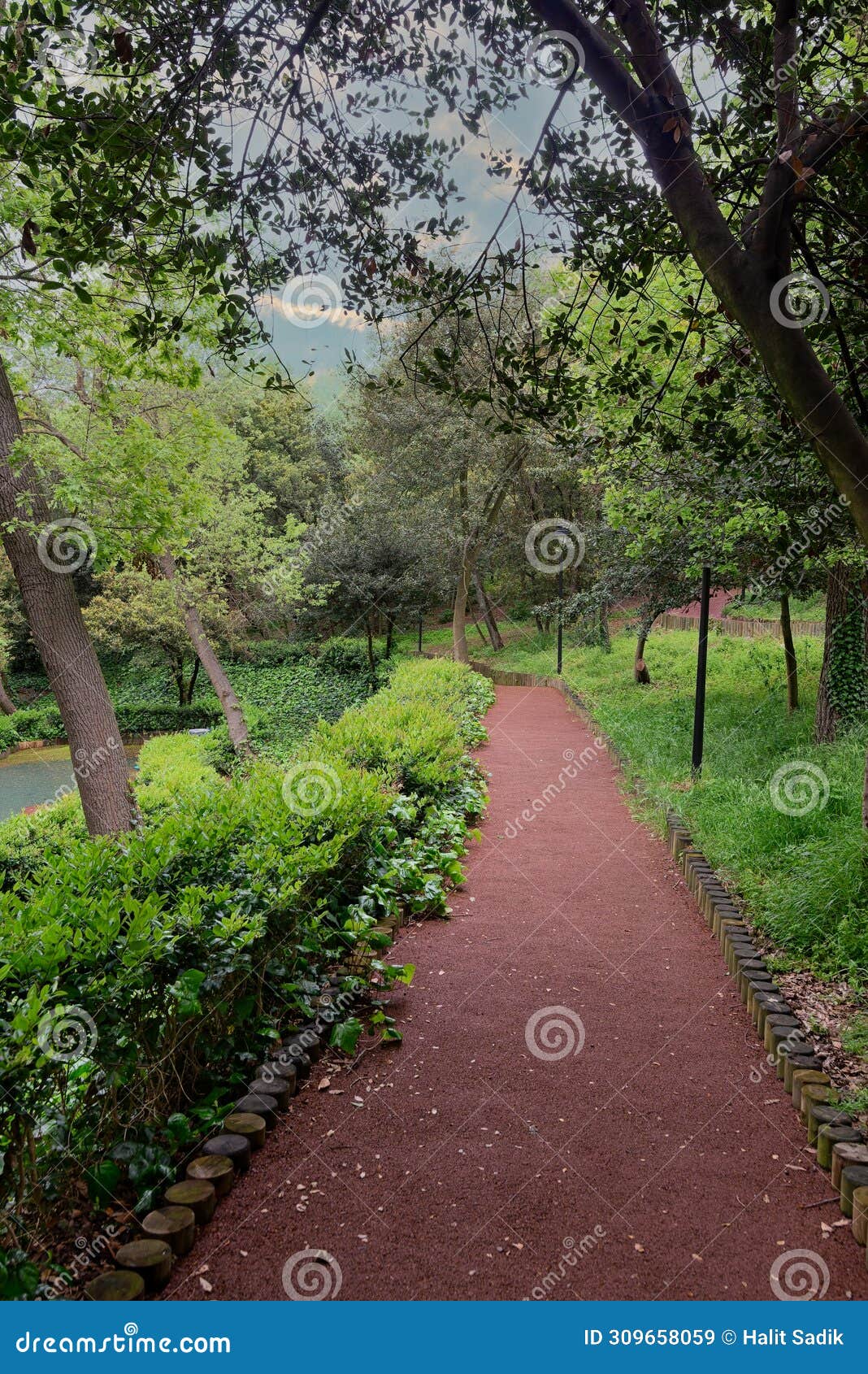 Winding Path Leads through Green Forest with Lush Tall Trees on Either ...
