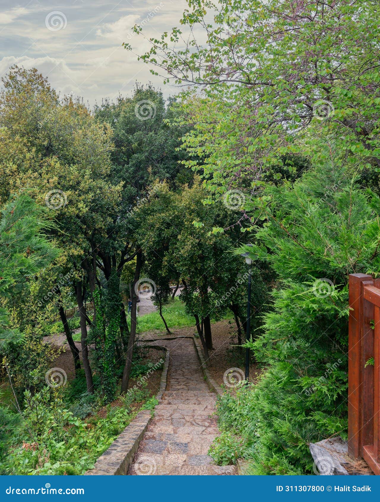 Winding Path Leads through Green Forest with Lush Tall Trees on Either ...