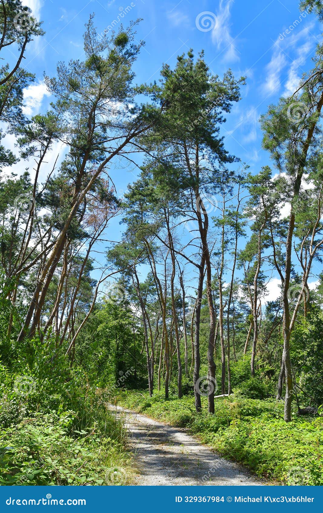 There is a Path that Goes through a Forest with Towering Trees on Both ...