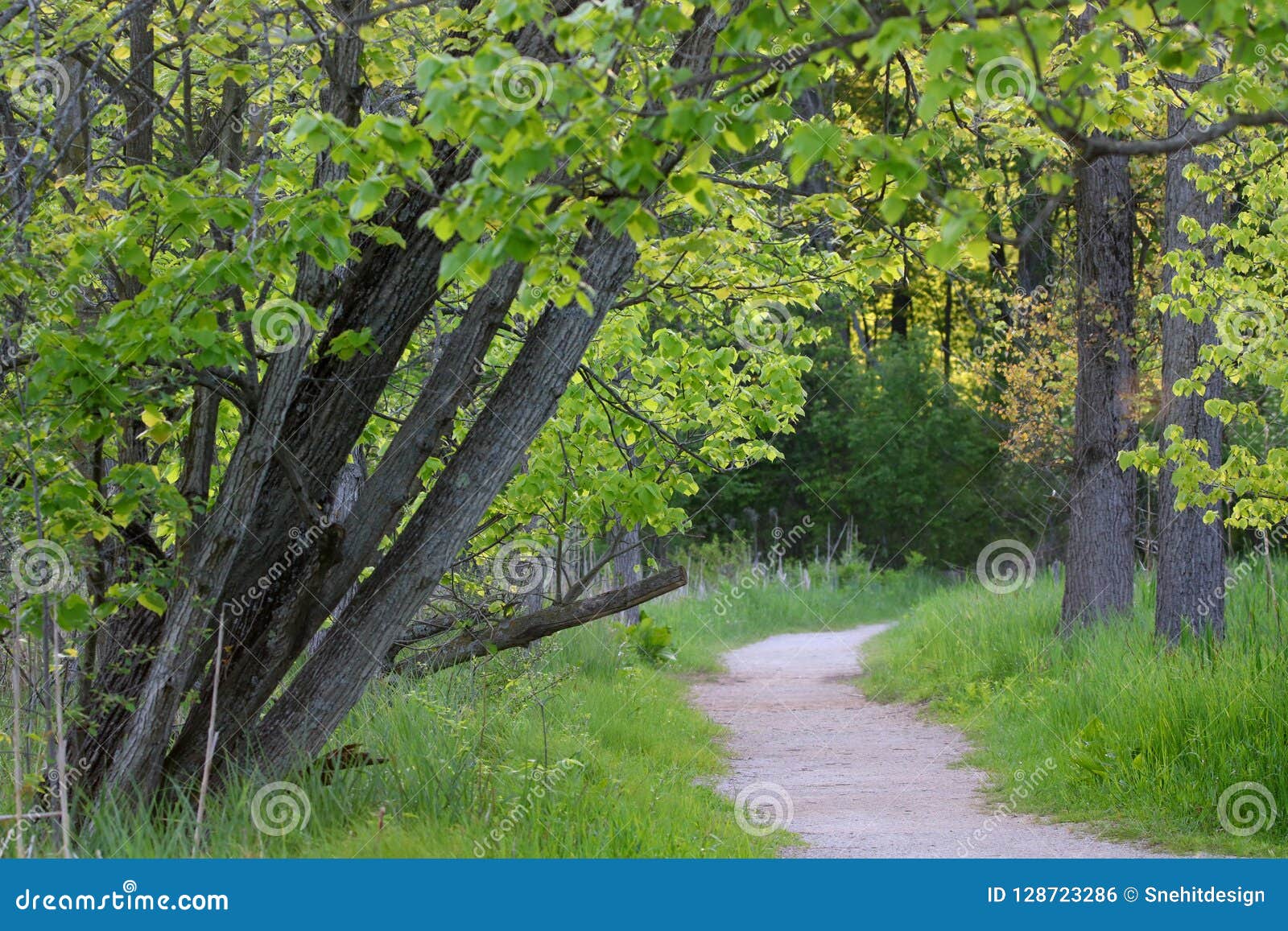 Winding Path in the Nature Park Stock Photo - Image of lush, land ...