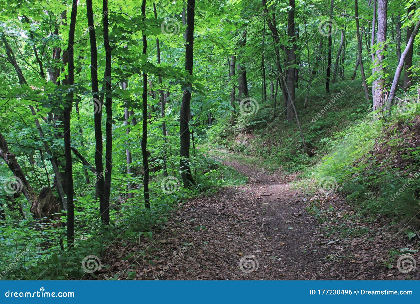 A Winding Path in the Nature Reserve Stock Photo - Image of protected ...