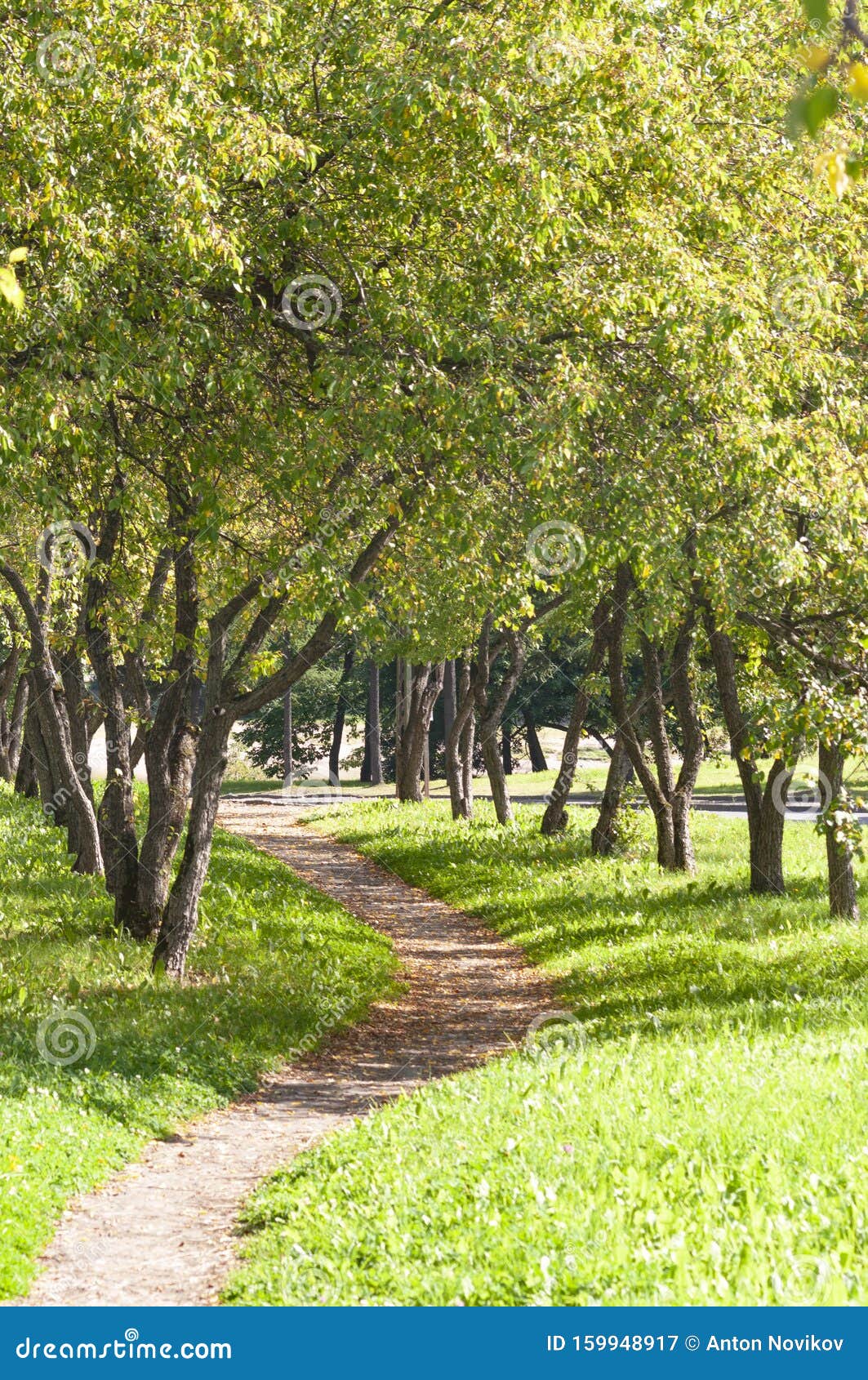 Winding Path through the Park Stock Image - Image of orange, path ...