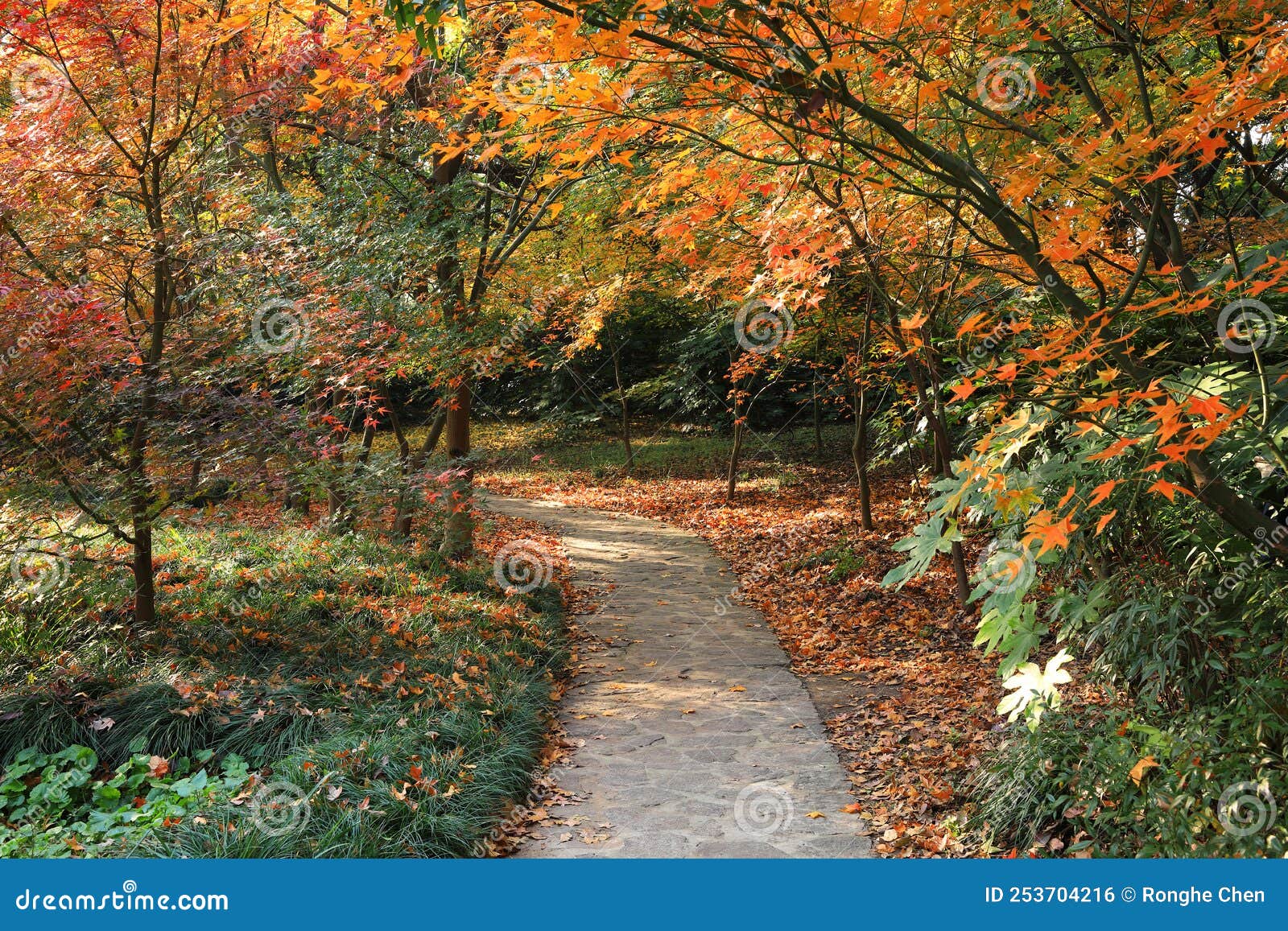 The Winding Path.the Red Leaves on the Trees, the Fallen Leaves on the ...