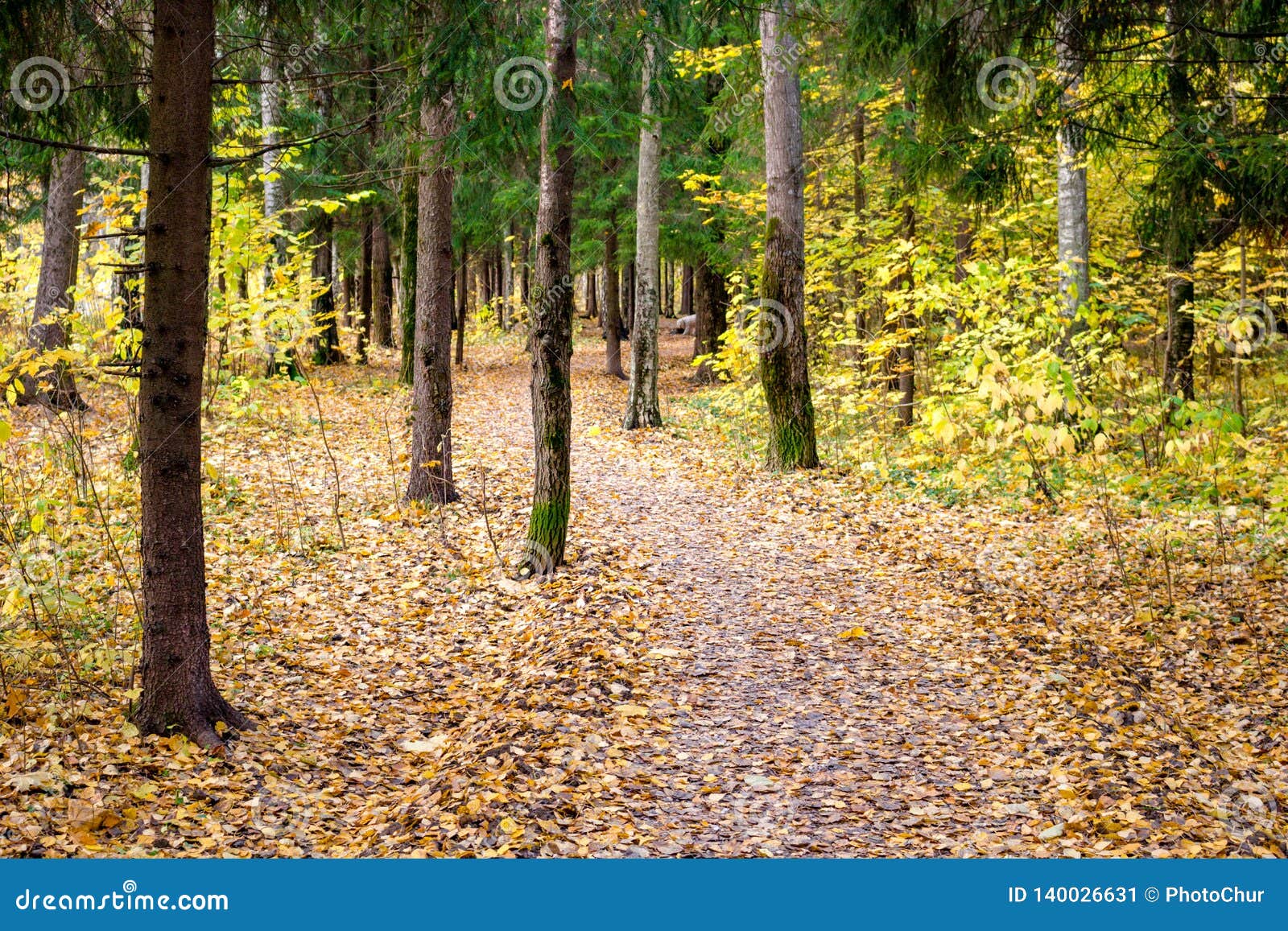 A Winding Path between the Trees in a Mixed Forest in Autumn Stock ...