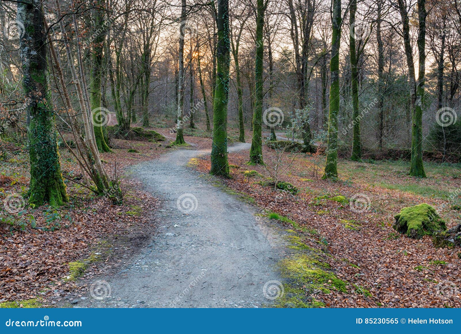 Winding Path through Woodland Stock Image - Image of rise, kingdom ...