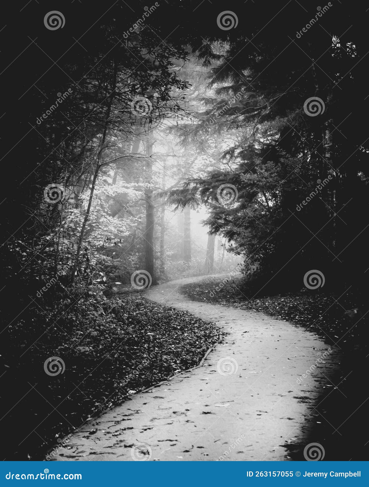 Winding Path through Woodland Stock Image - Image of countryside ...