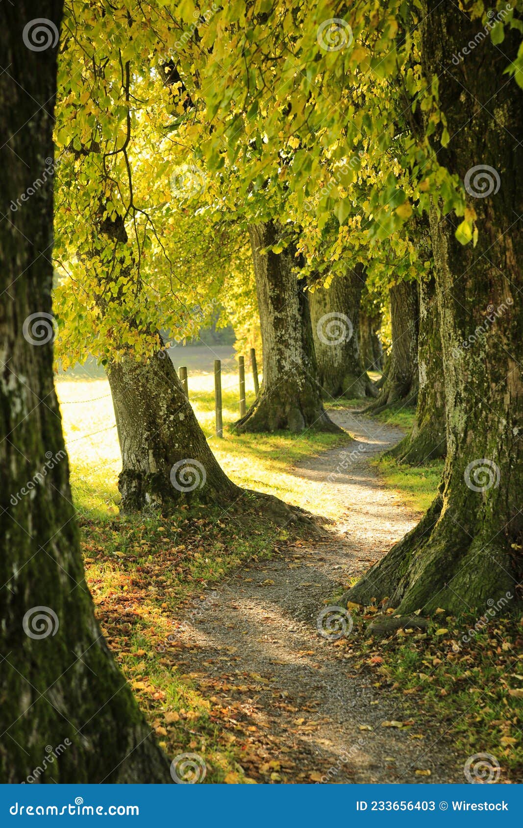 Winding paths in autumn stock image. Image of linden - 233656403