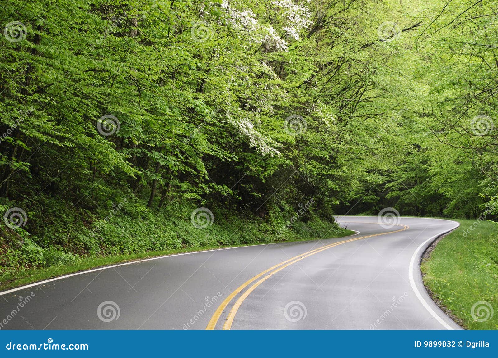 Winding road stock photo. Image of marking, forward, line - 9899032
