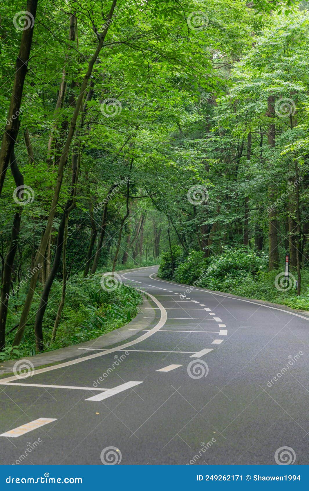 Winding road stock image. Image of natura, leaves, sides - 249262171