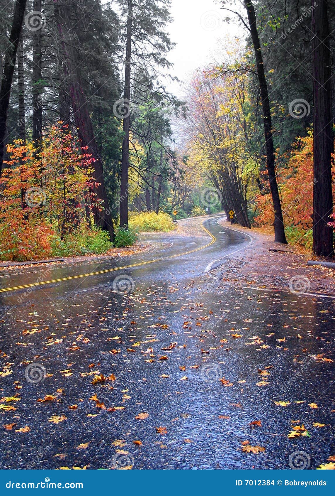 Winding Road and Fall Color Stock Photo - Image of color, trees: 7012384