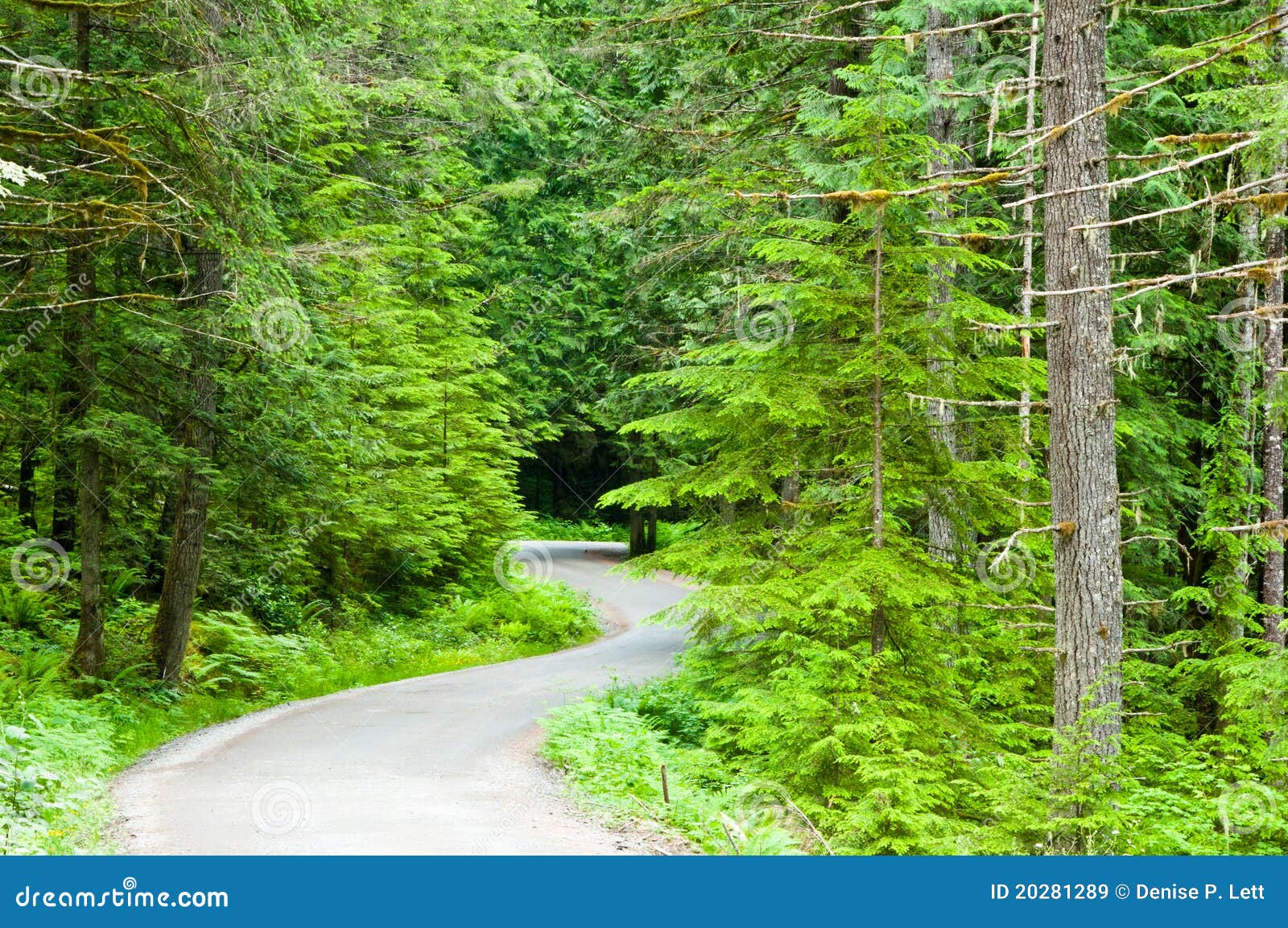 Winding Road in Forest stock image. Image of foliage - 20281289