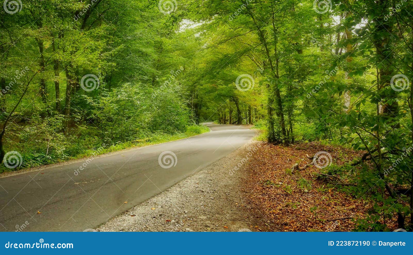 Winding Road through Forest Stock Photo - Image of green, winding ...