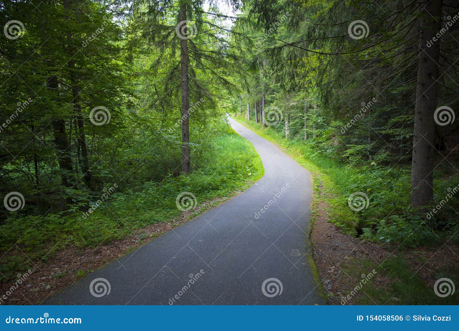 Winding road in the forest stock photo. Image of travel - 154058506