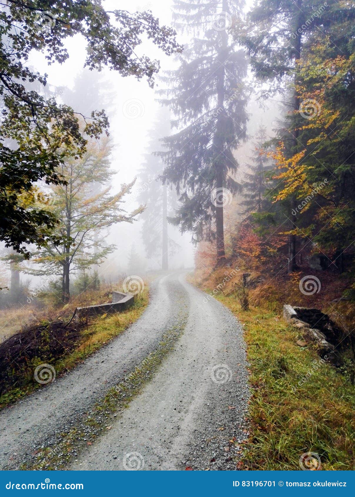 Winding road in the forest stock image. Image of branches - 83196701
