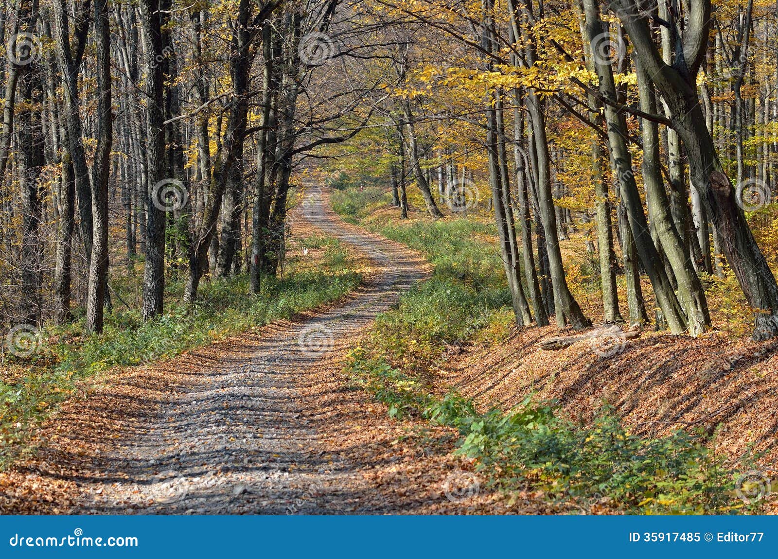 Winding road in the forest stock image. Image of daylight - 35917485