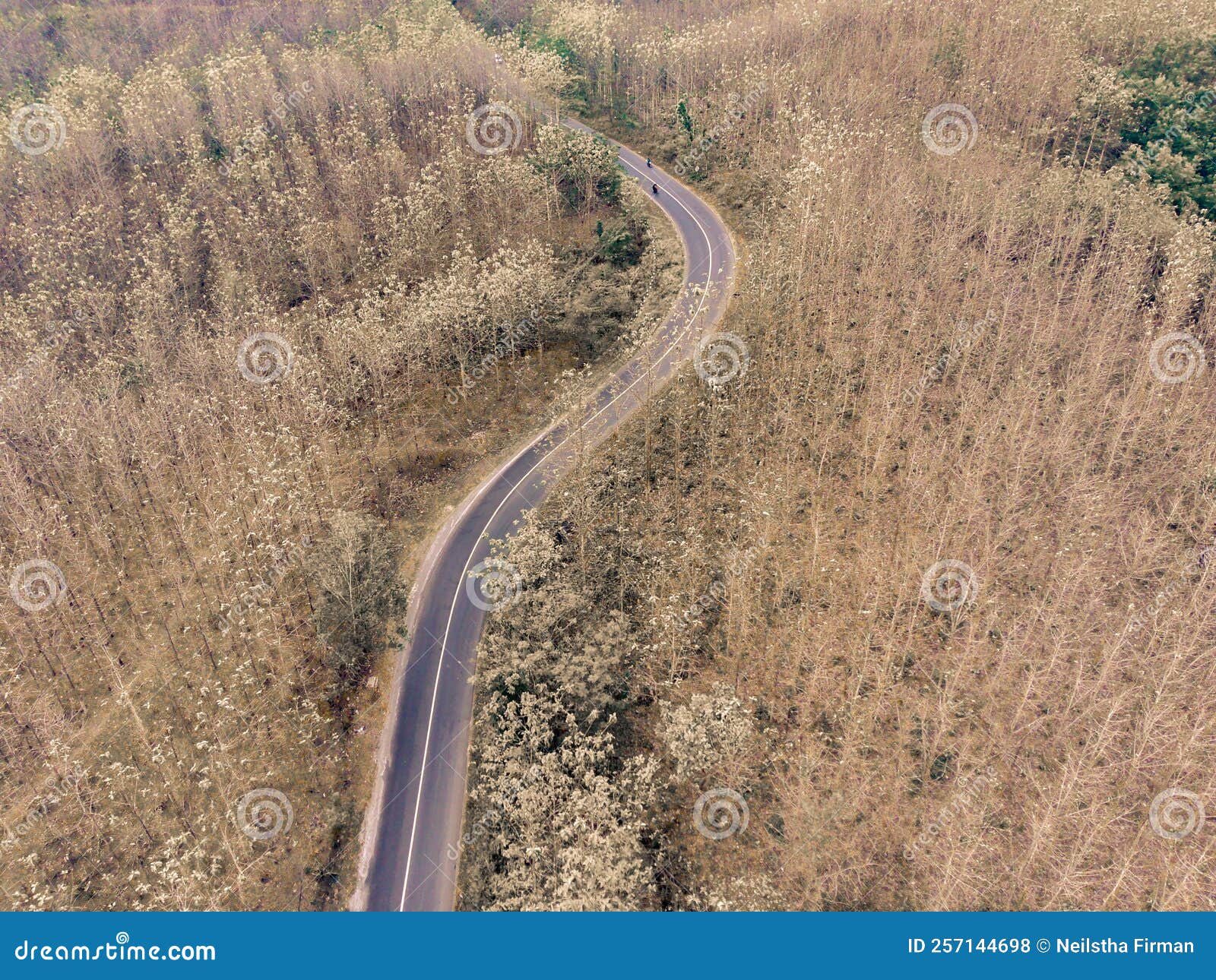 Winding Road through the Forest when in Summer Stock Photo - Image of ...
