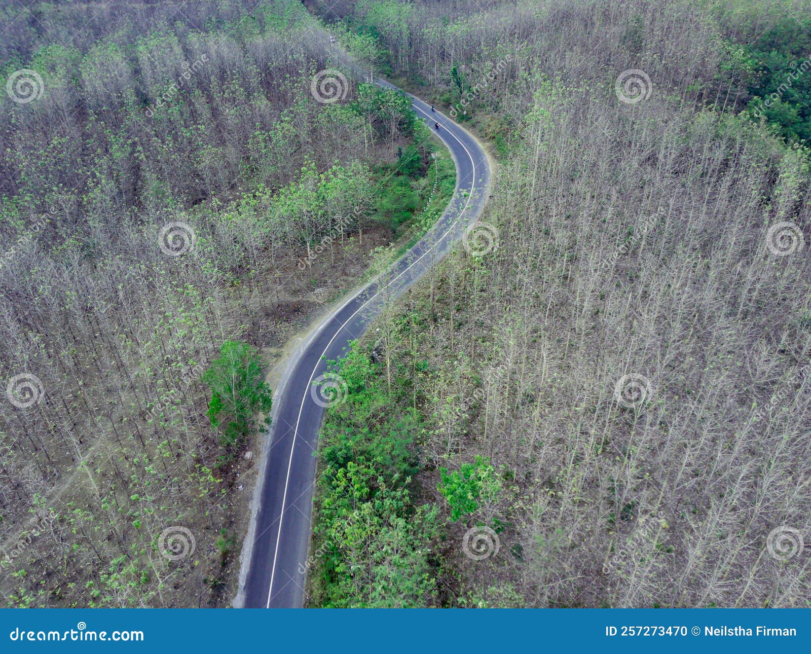 Winding Road through the Forest when in Summer Stock Photo - Image of ...