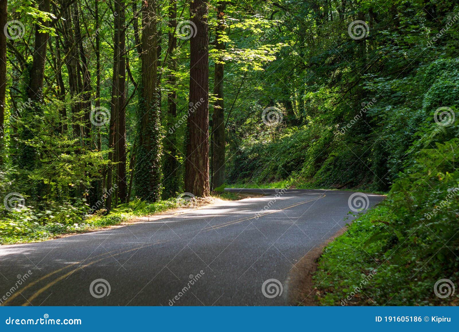 Winding Road through the Green Forest in USA Stock Photo - Image of ...