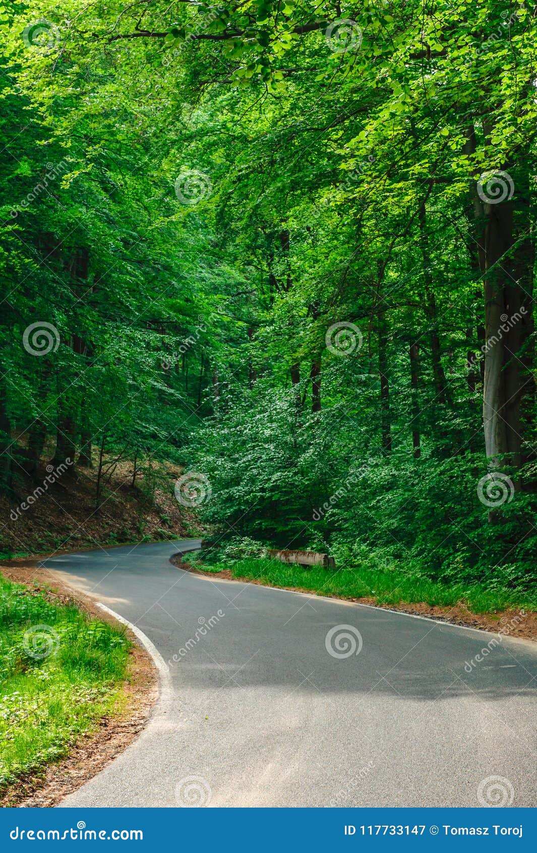 S-shaped asphalt road stock image. Image of woods, asphalt - 117733147