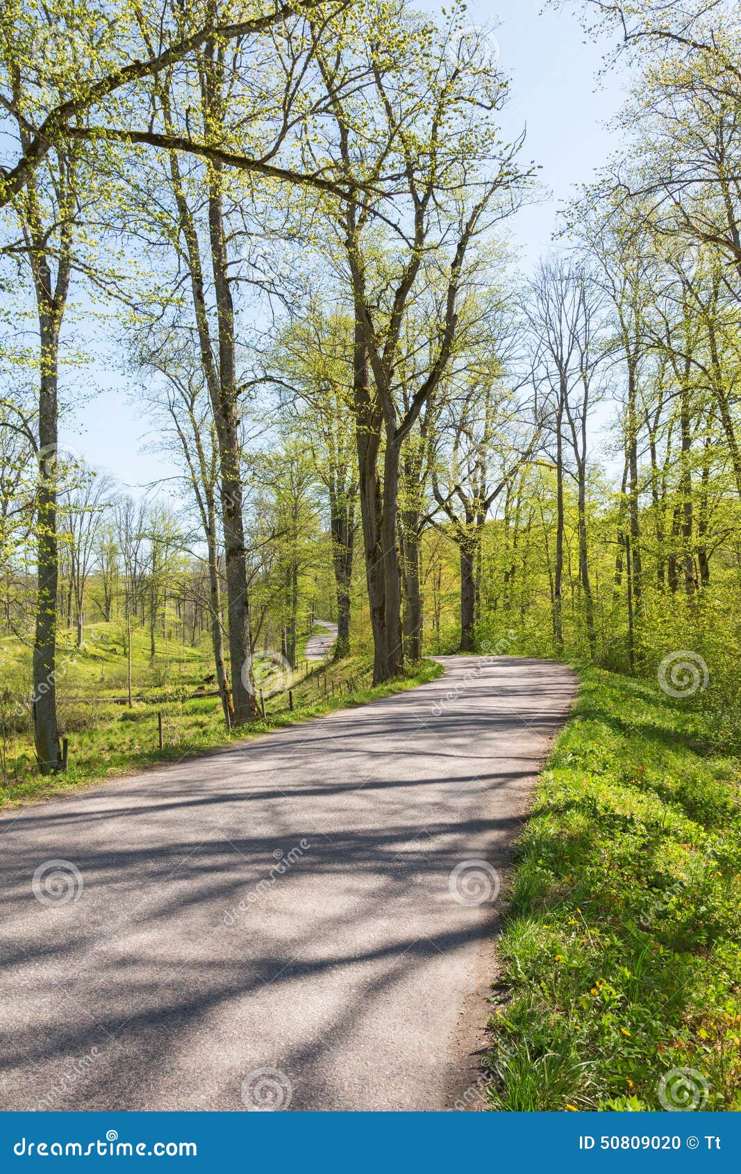 Winding Road in Spring Forest Stock Photo - Image of beauty, forest ...
