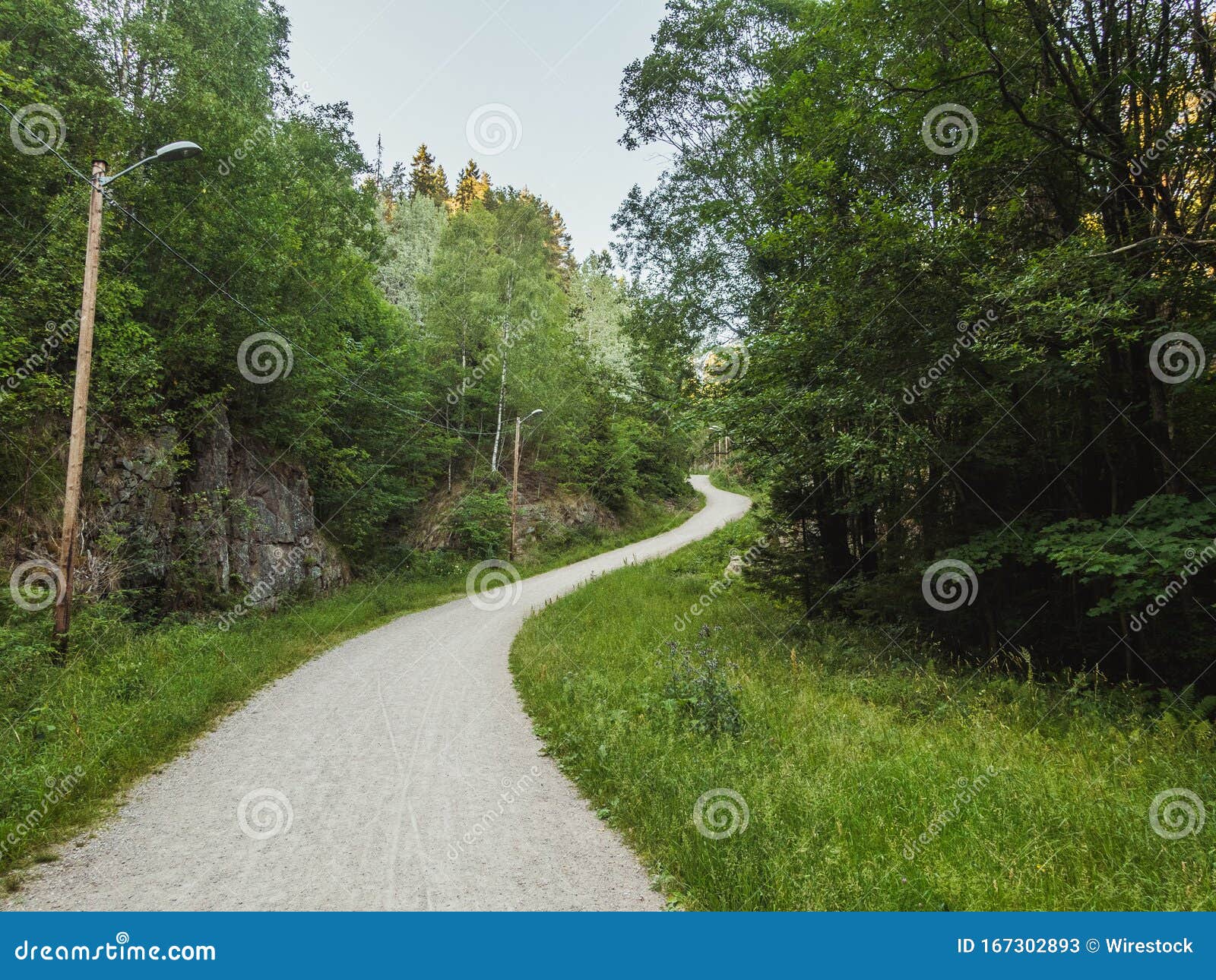 Winding Road Surrounded by the Green Trees of the Forest in Summer ...