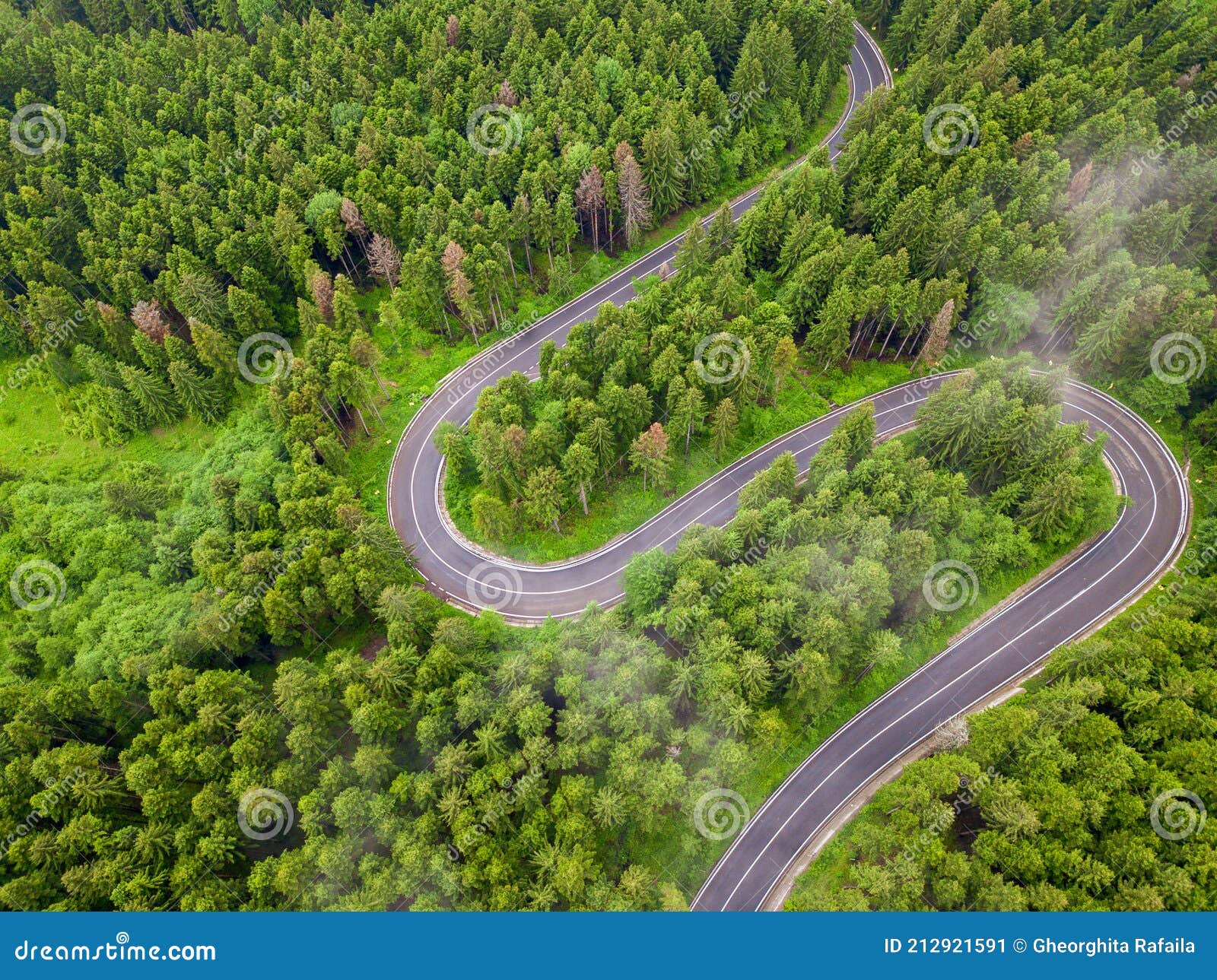 Winding Road Trough Dense Pine Forest Stock Image - Image of natural ...