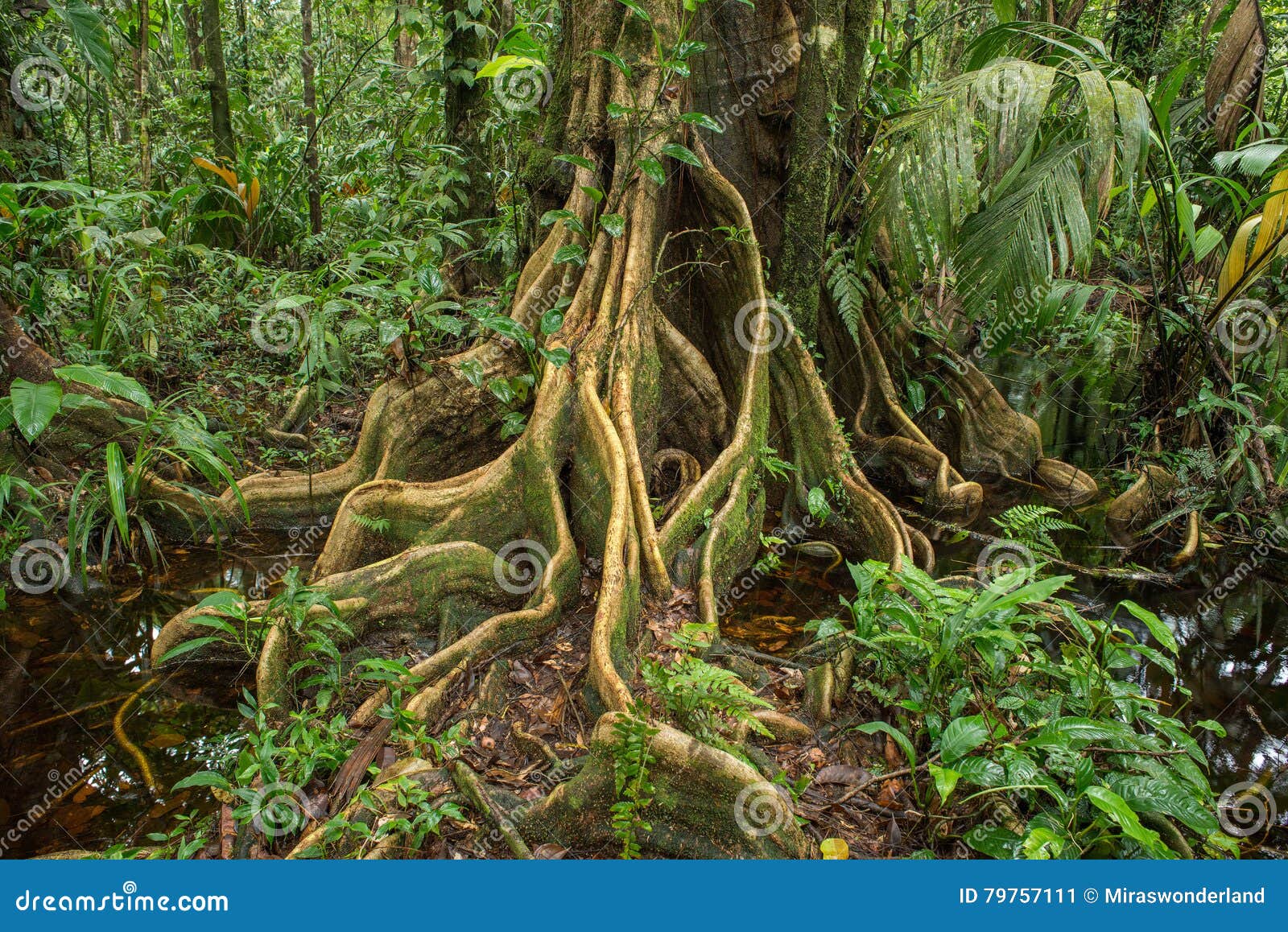 Winding Roots Of A Tropical Tree Royalty-Free Stock Photography ...