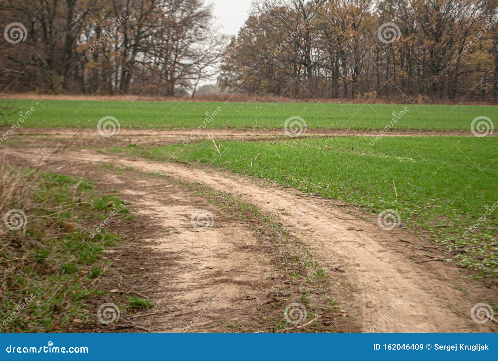 Winding Rural Road Leading To the Forest Stock Image - Image of scene ...