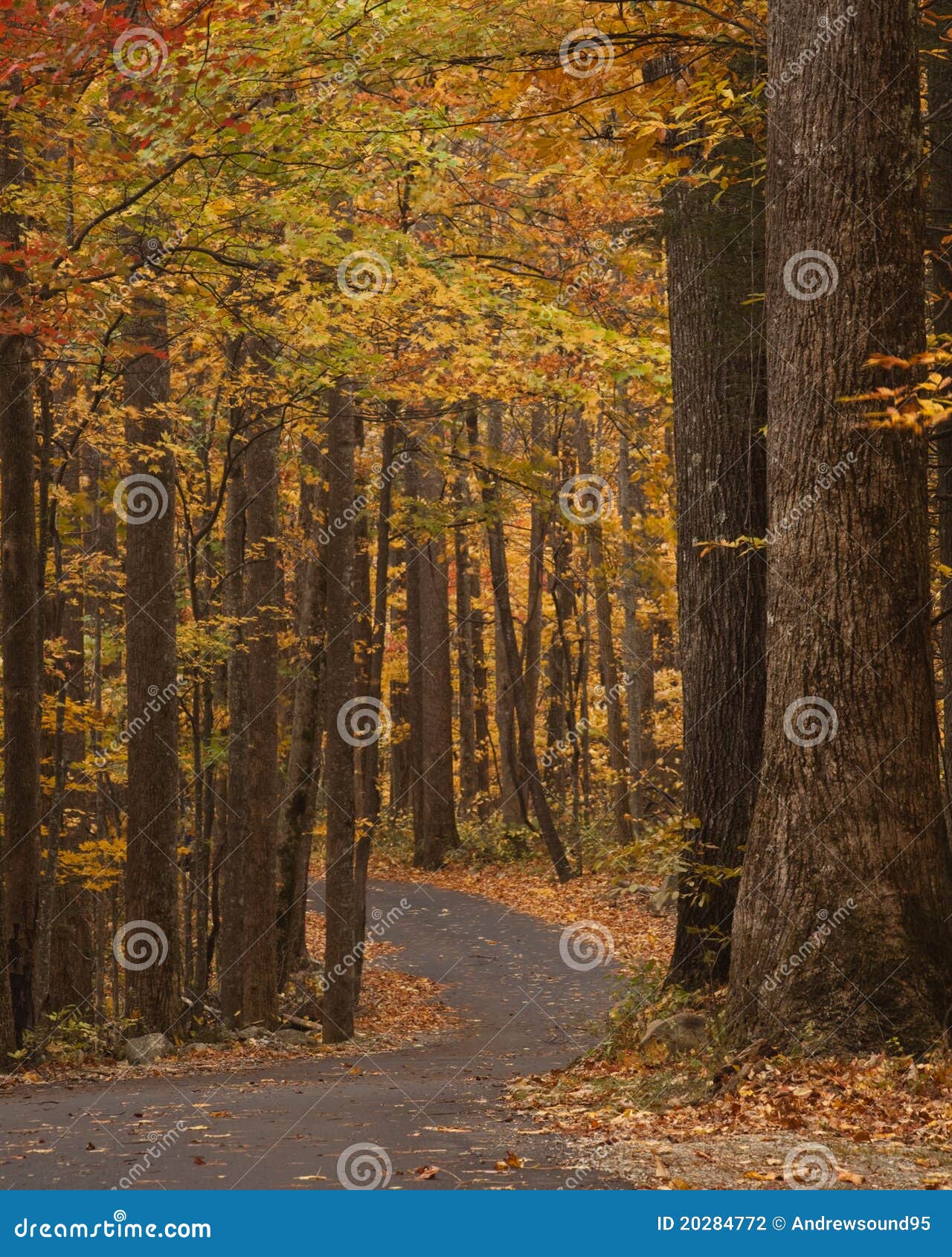 Winding Single Lane Road at Autumn Stock Photo - Image of outdoors ...
